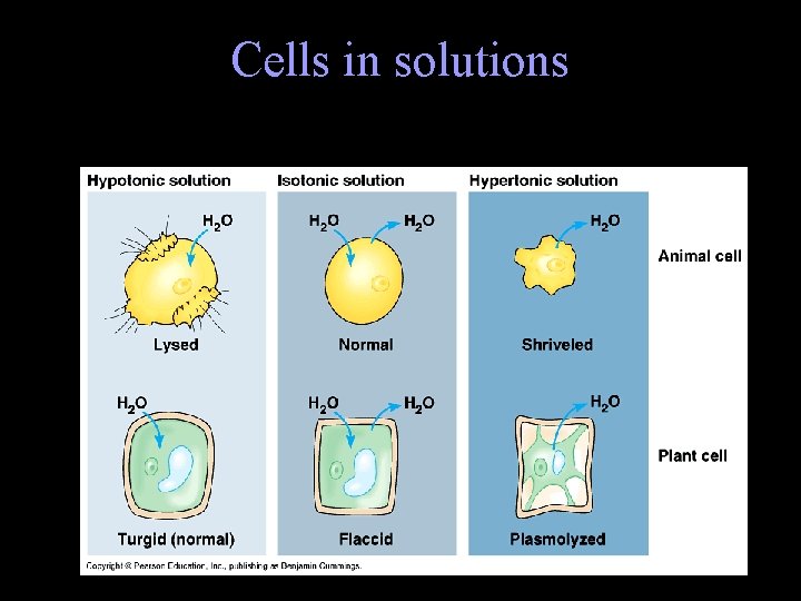 The CELL SURFACE AND CYTOSKELETON 3 D Journey
