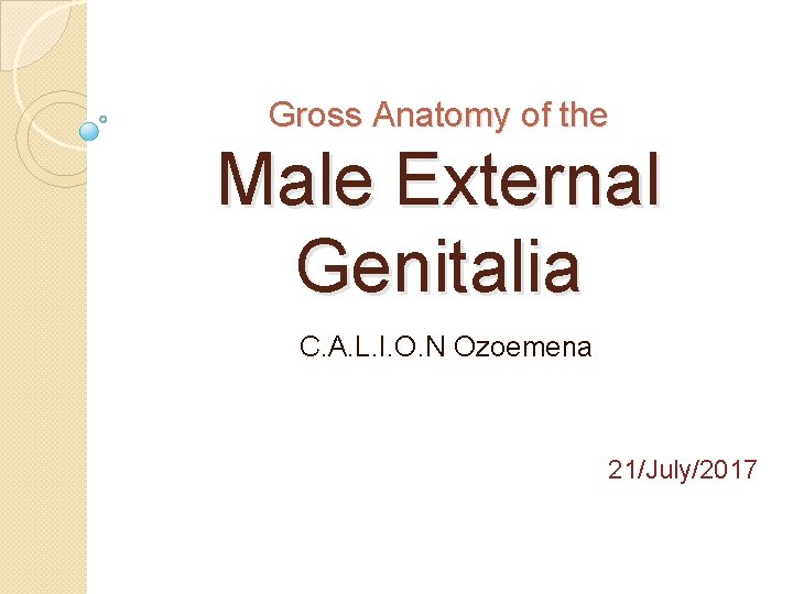 Gross Anatomy of the Male External Genitalia C
