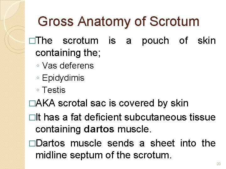 Gross Anatomy of the Male External Genitalia C