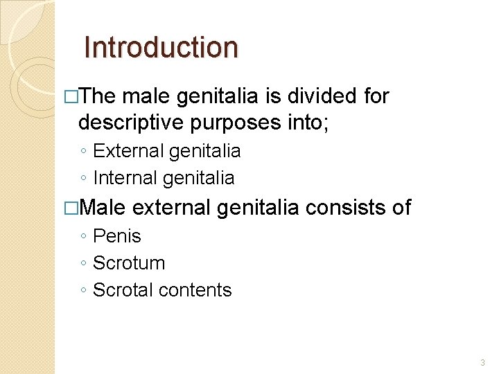Gross Anatomy of the Male External Genitalia C