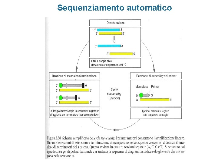 Metodi di sequenziamento Sanger enzimatico Maxam e Gilbert