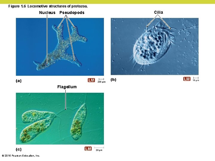 Chapter 1 A Brief History of Microbiology 2015