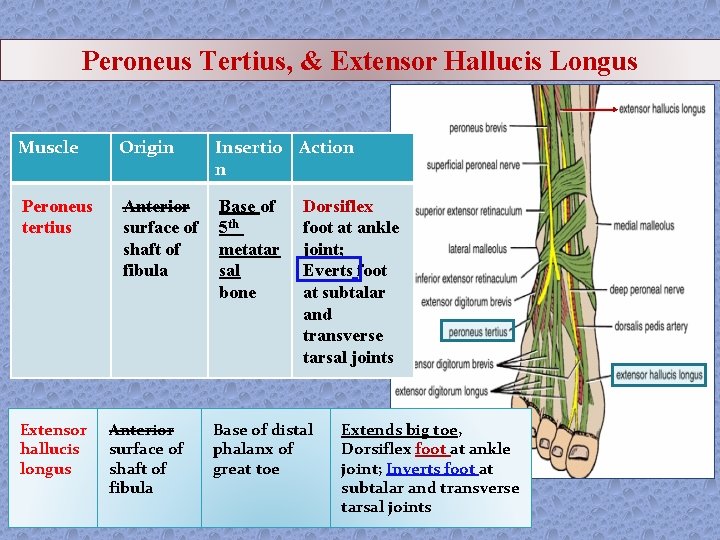 ANTERIOR LATERAL COMPARTMENTS OF THE LEG Dr Muhammad