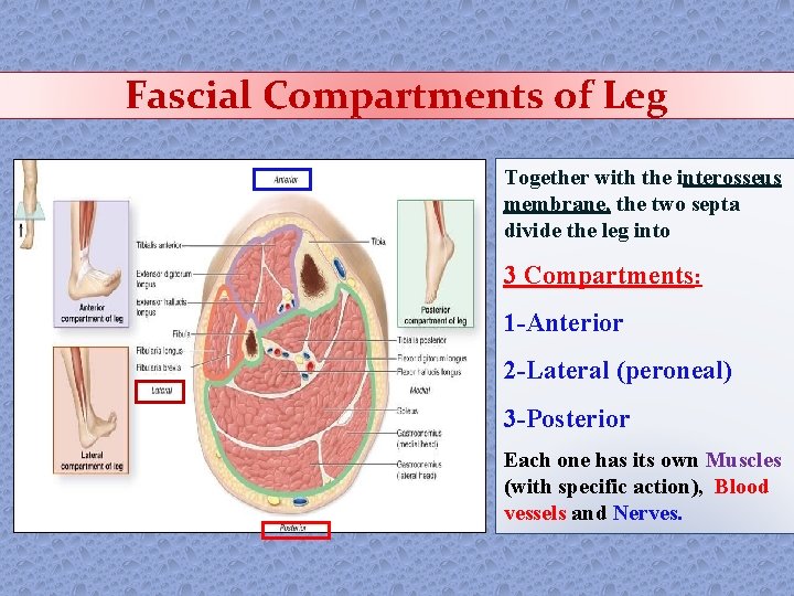ANTERIOR LATERAL COMPARTMENTS OF THE LEG Dr Muhammad