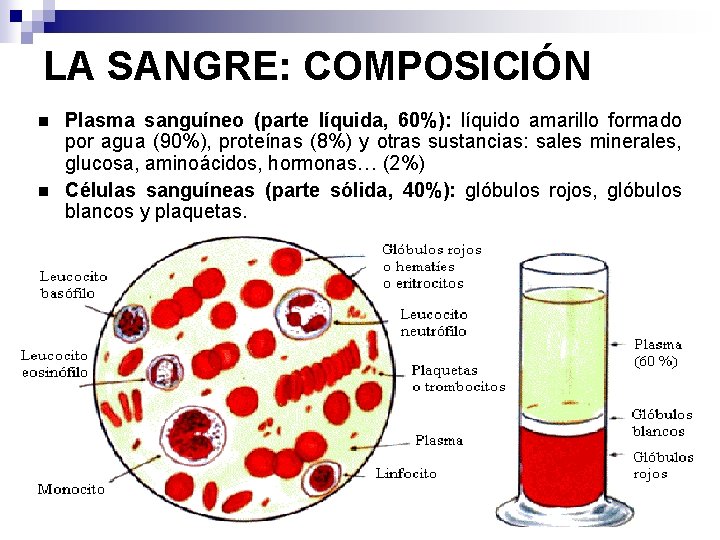 APARATO CIRCULATORIO Transporte de sustancias en el cuerpo
