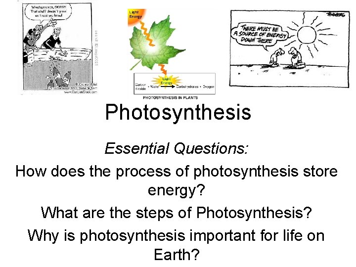 Photosynthesis Essential Questions How does the process of