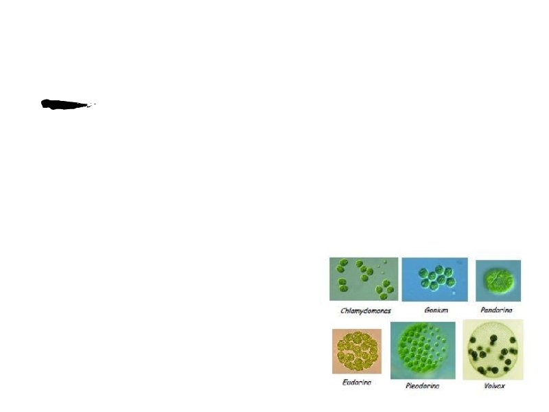 Complexity of Life Increasing complexity of species Evolution
