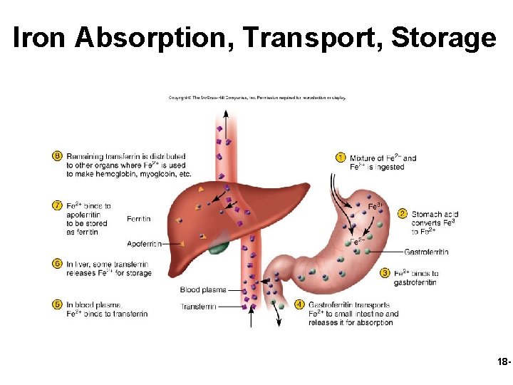 The Circulatory System Blood Introduction Erythrocytes Blood types