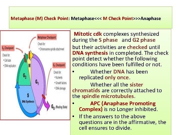 Cell Cycle and Cancer Cell Cycle According to