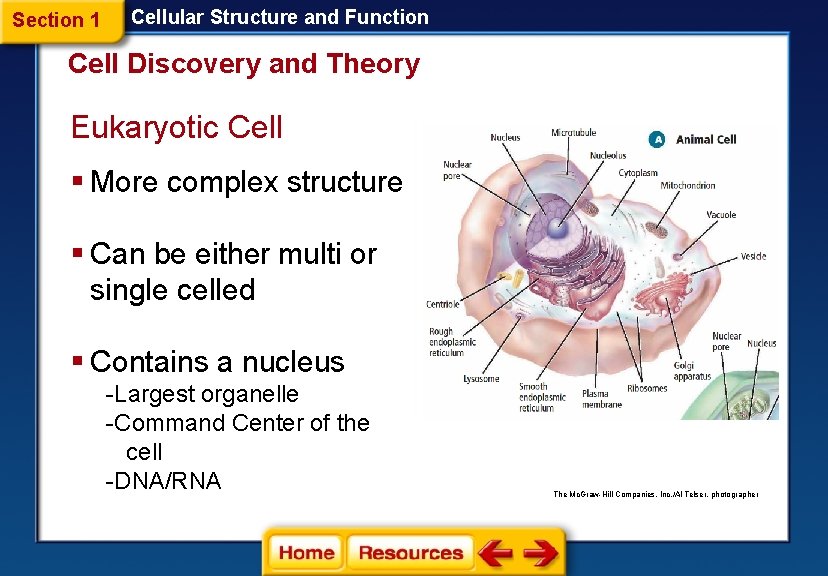 Section 1 Cellular Structure and Function Cell Discovery