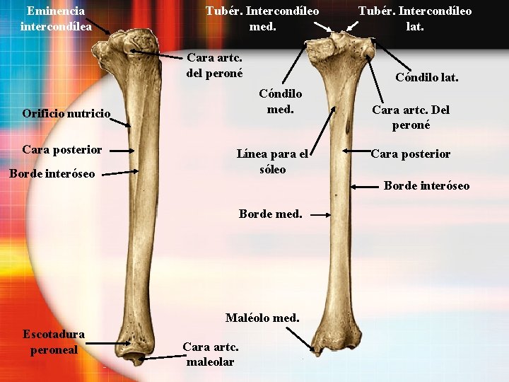 OSTEOLOGA MIEMBROS INFERIORES Anatoma y Fisiologa Humana Prof