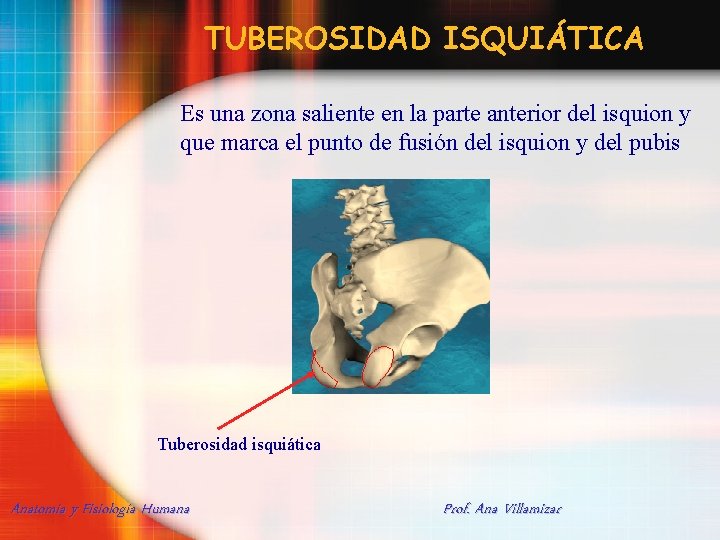 OSTEOLOGA MIEMBROS INFERIORES Anatoma y Fisiologa Humana Prof