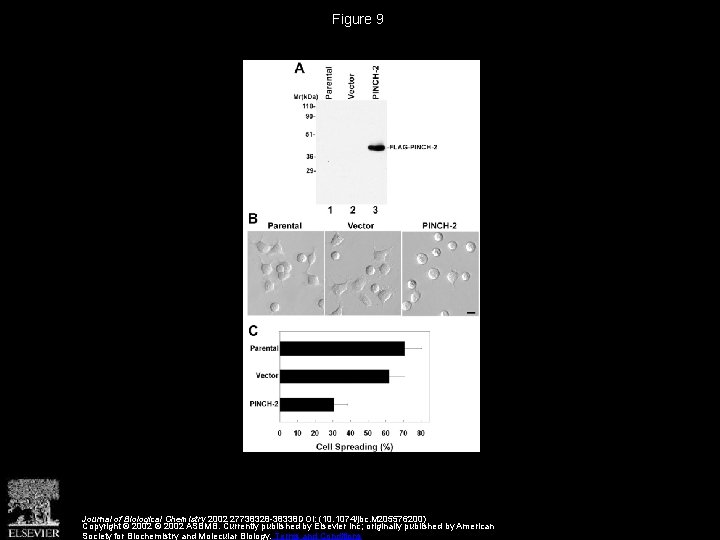 Characterization of PINCH2 a New Focal Adhesion Protein