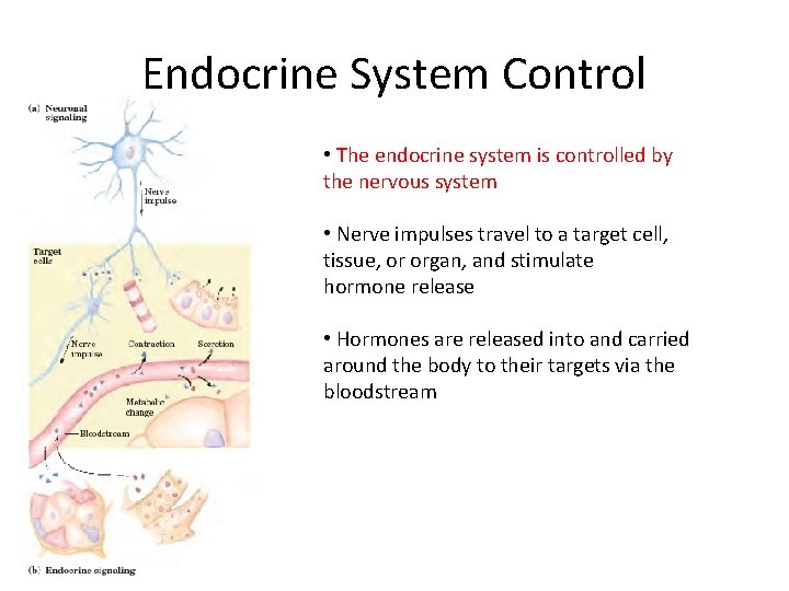 Basics of Endocrinology Dietary Cancer Prevention Course Rebecca