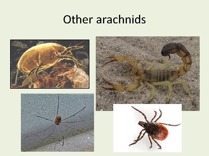 Arachnida Spiders ticks mites scorpions Spider structure Cephalothorax