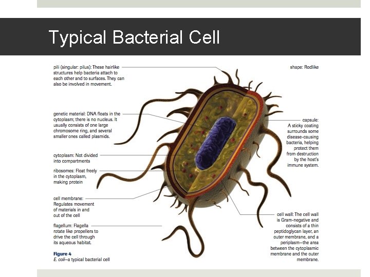 Bacteria Chapter 17 P 360 371 Monera What
