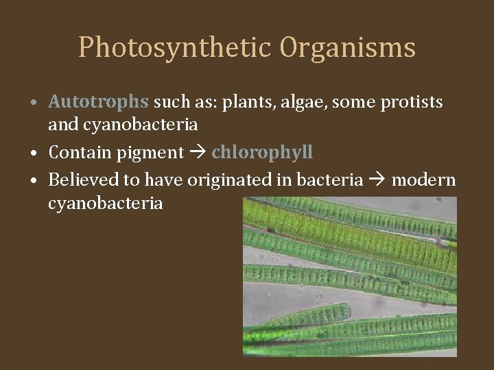 Photosynthetic Organisms SBI 4 U Ms Zafar October