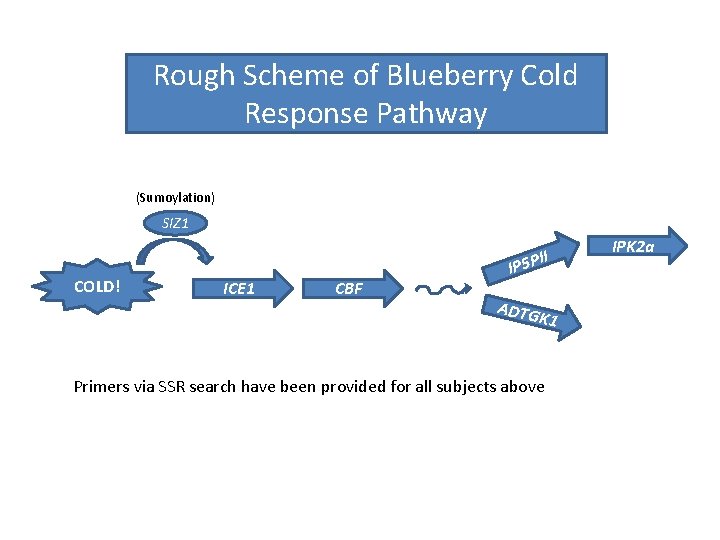 Cold Tolerance in Vaccinium corymbosum Shamita Punjabi Lab