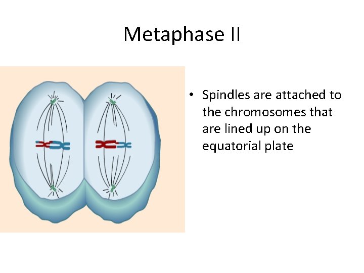 Lesson 5 5 Meiosis Purpose Meiosis is a