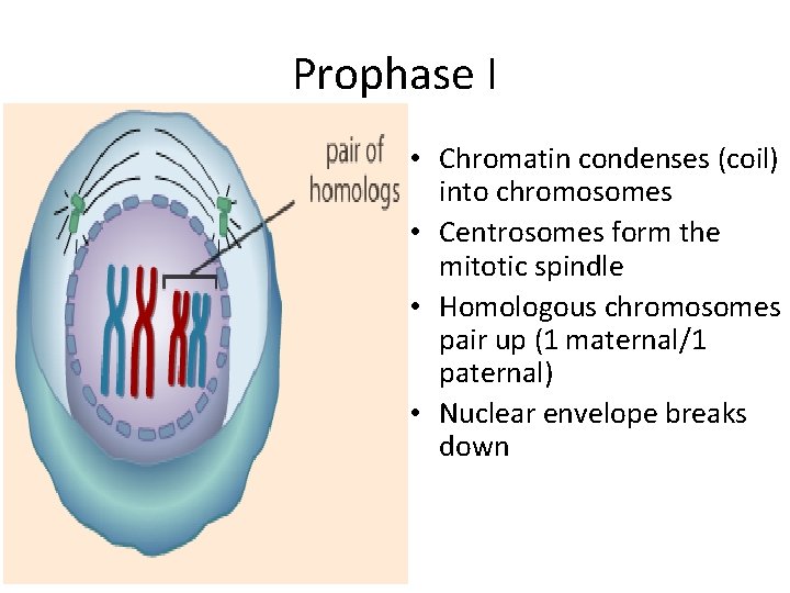Lesson 5 5 Meiosis Purpose Meiosis is a