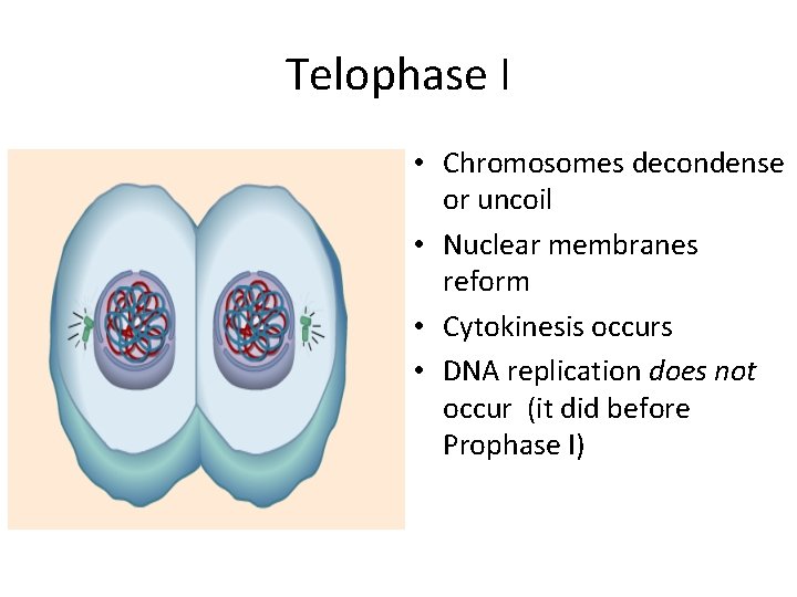 Lesson 5 5 Meiosis Purpose Meiosis is a