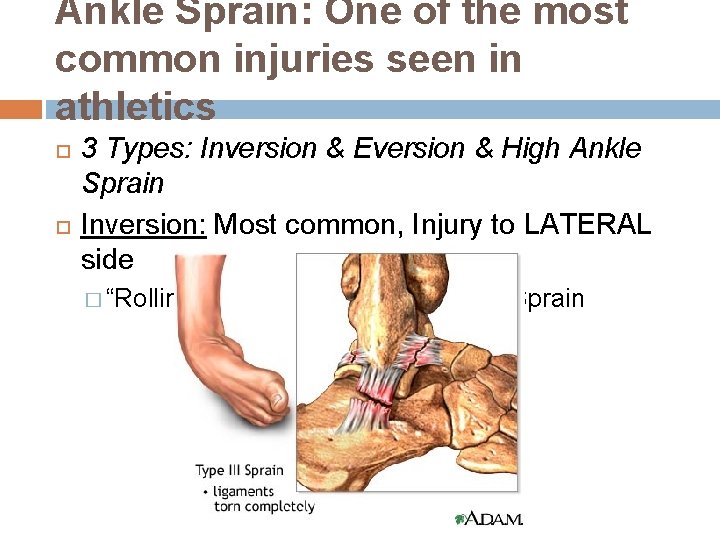 The Ankle Lower Leg Bones Tibia Medial Malleolus