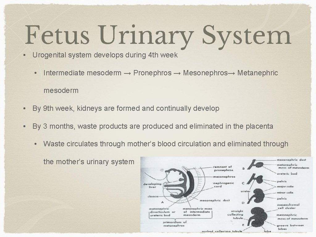 Review of the Urinary System Vi Nguyen Bobbi