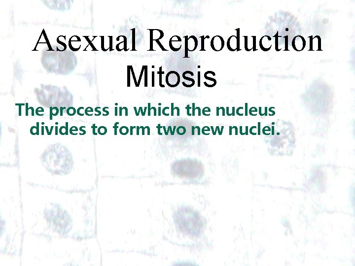 Asexual Reproduction Mitosis The process in which the