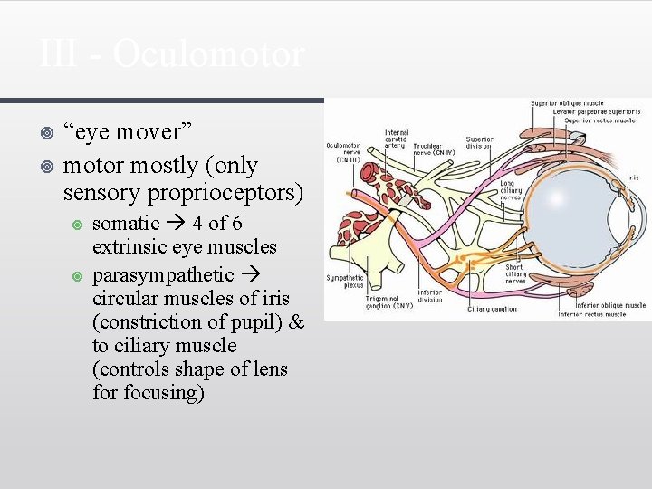 The Peripheral Nervous System Honors Anatomy Physiology Chapter