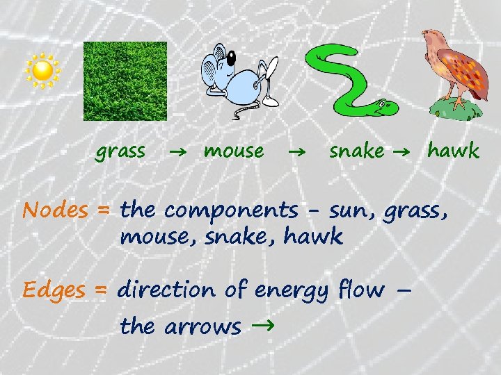 ENERGY Flow Through Ecosystems Energy At the core