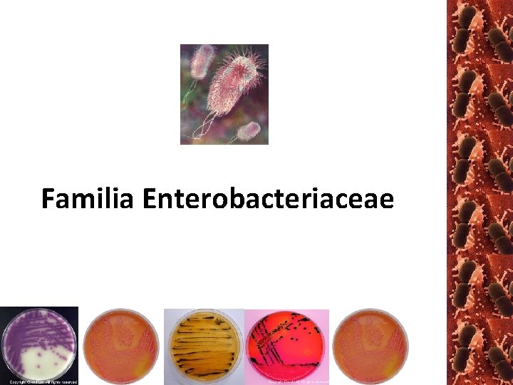 Familia Enterobacteriaceae Clasificacin v Phylum Proteobacteria v Clase
