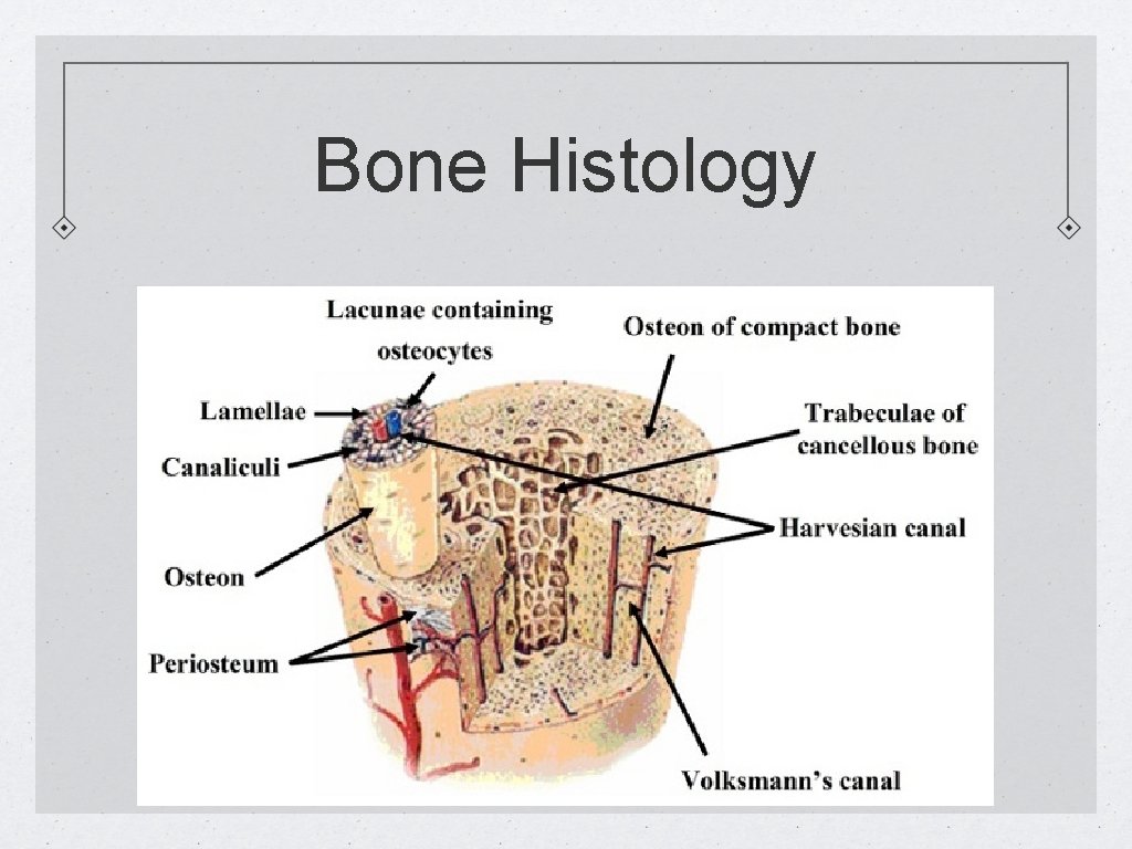 Skeletal Physiology What do bones do for us