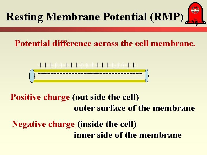 Physiology of Excitable tissue L 1 RMP Prof