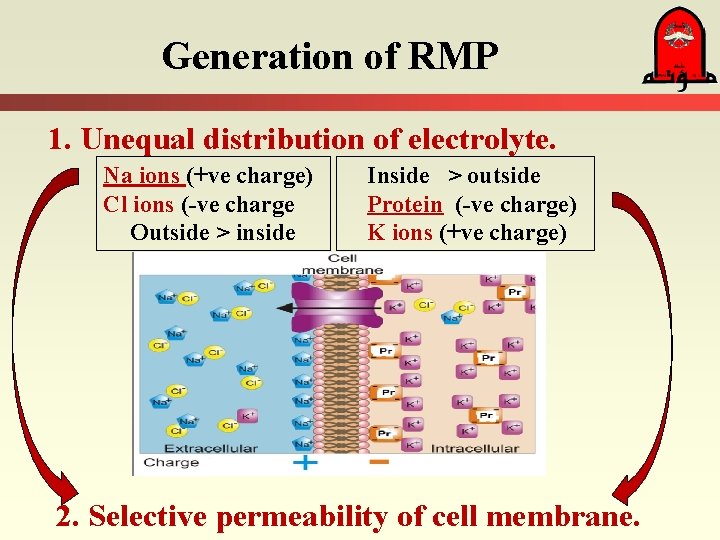 Physiology of Excitable tissue L 1 RMP Prof