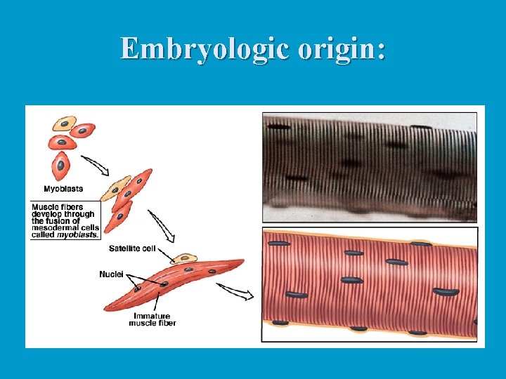 Muscle Physiology Muscular System Functions Body movement n