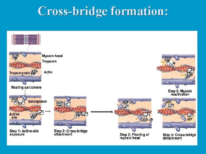 Muscle Physiology Muscular System Functions Body movement n