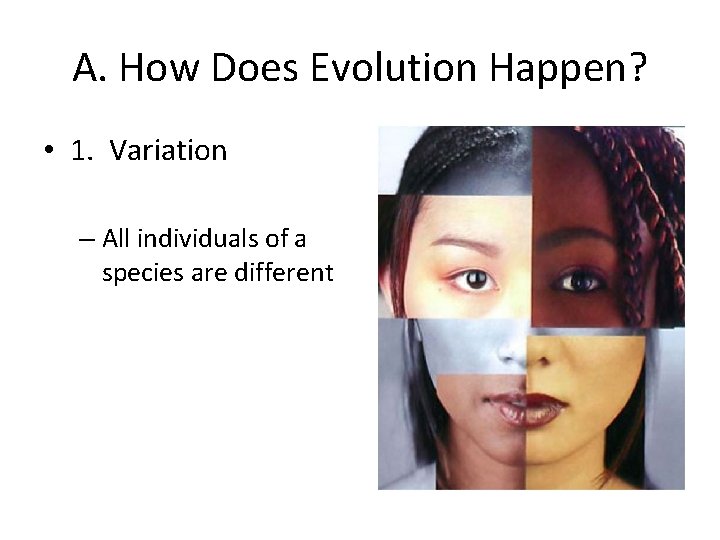 Evolution A How Does Evolution Happen 1 Variation