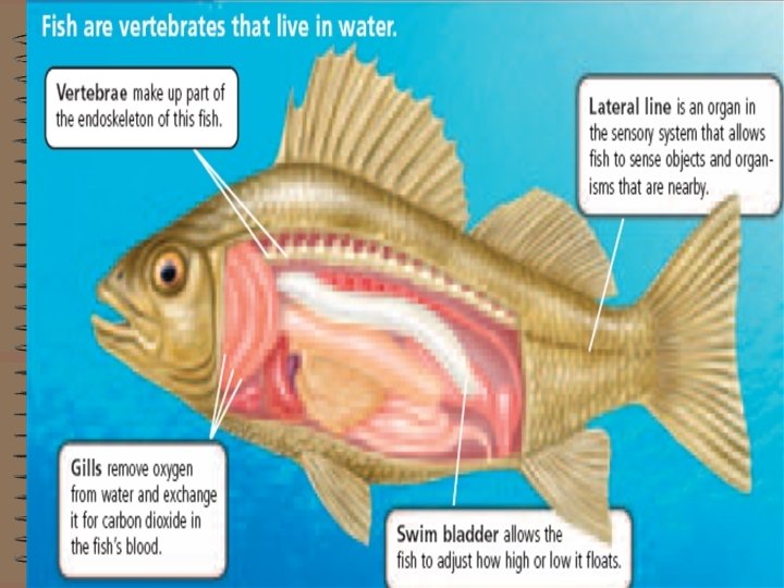 VERTEBRATE ANIMALS VERTEBRATES ARE ANIMALS WITH ENDOSKELETONS VERTEBRATE