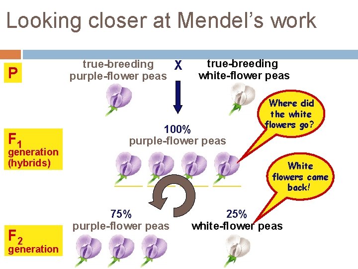 The Human Family Tree Movie 1 Bell Ringer