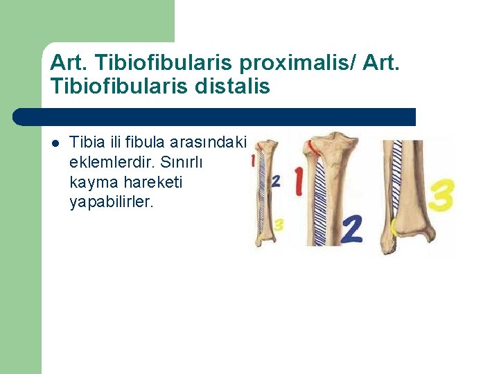 ANATOM ALT EKSTREMTE EKLEMLER r Gr Mahmut YARAN