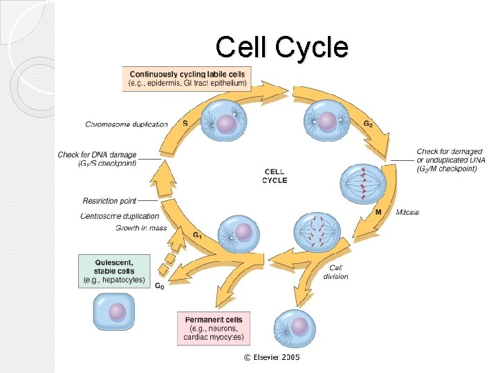 Tissue Repair Regeneration of injured cells by cells