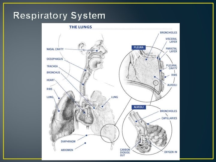 Respiration Year 10 Human Biology 2015 Respiratory System