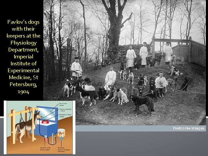 Pavlovs dogs with their keepers at the Physiology