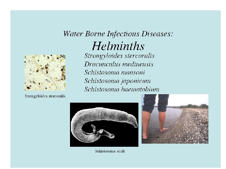 Water pollution Unpolluted water is essential for A