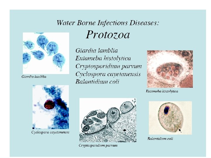 Water pollution Unpolluted water is essential for A