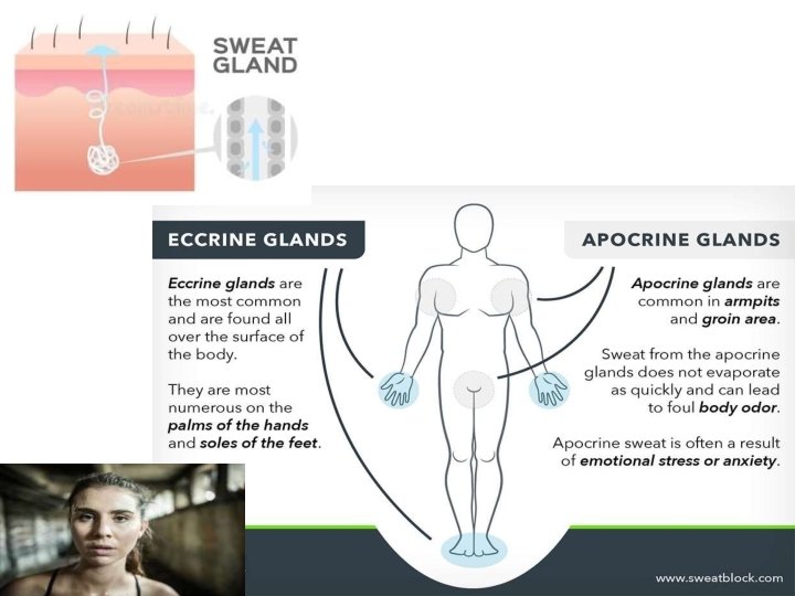 Skin Soft Tissue Infections Anatomy of the Skin