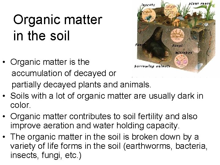 Soil Basics What is Soil Soil is the
