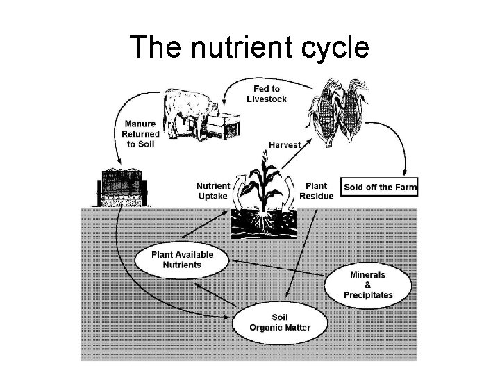 Soil Basics What is Soil Soil is the