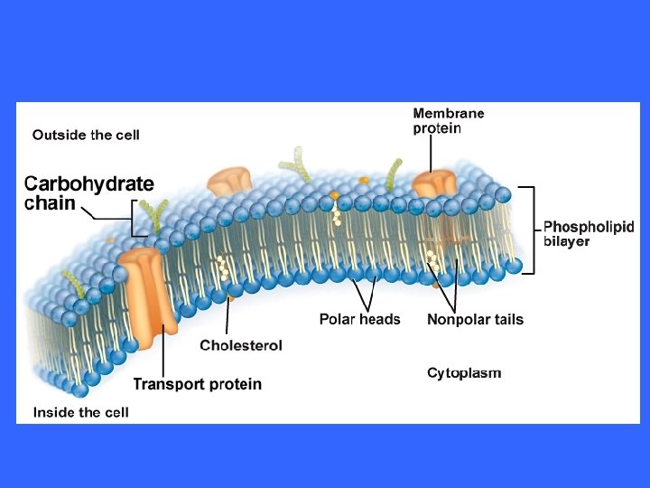 Cell Organelles Transport Cell Discovery Microscopes CELL THEORY