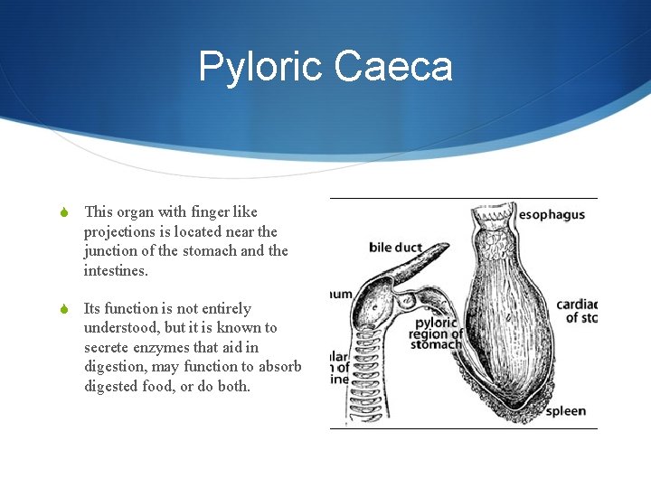 Bony Fish Internal Body Anatomy S Internal Parts